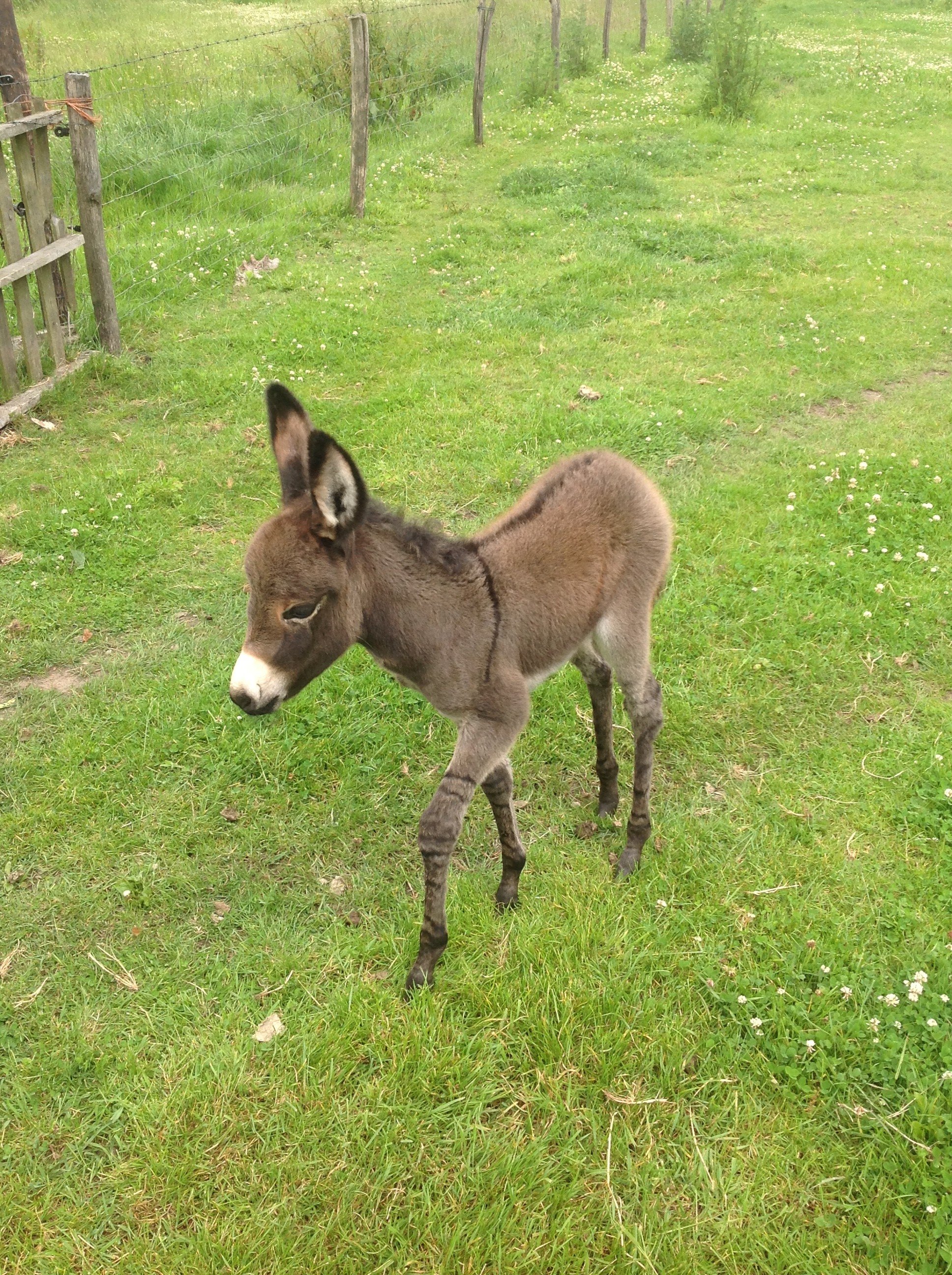 Babyboom bij Kinderopvang Hummelhoeve - Nederweert24