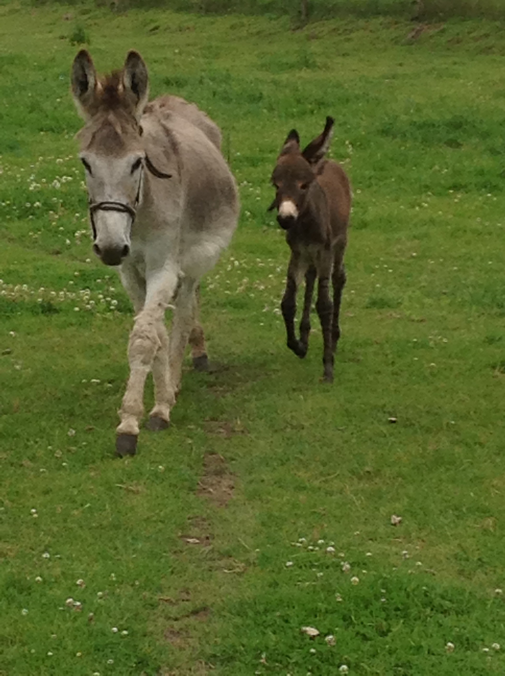 Babyboom bij Kinderopvang Hummelhoeve - Nederweert24
