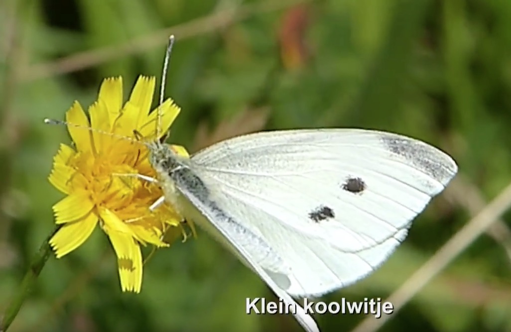 UNIEK: 30 soorten vlinders in de Peel op film vastgelegd - Nederweert24