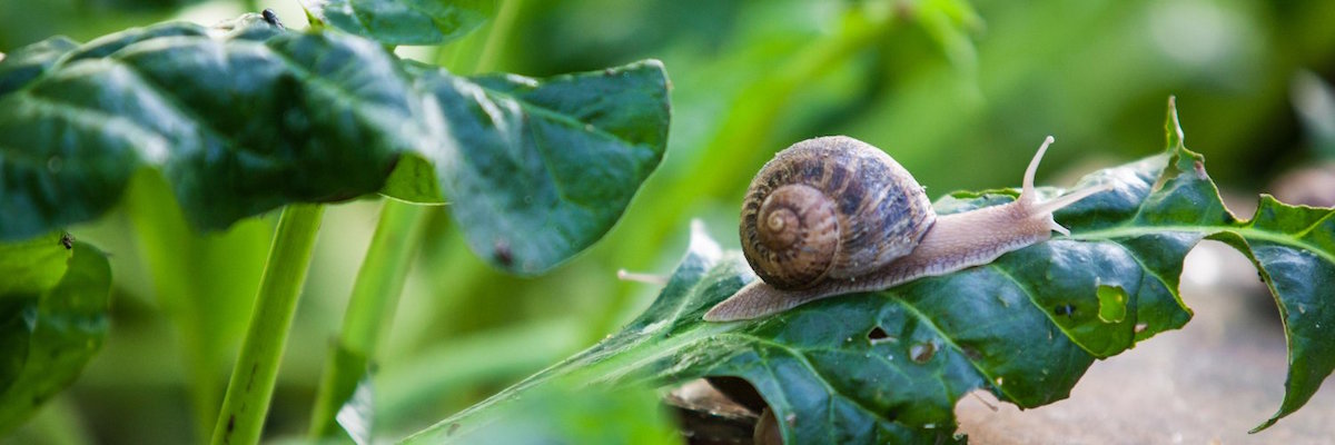 Exclusief diner, Franse chansons & actieve slakken - Nederweert24