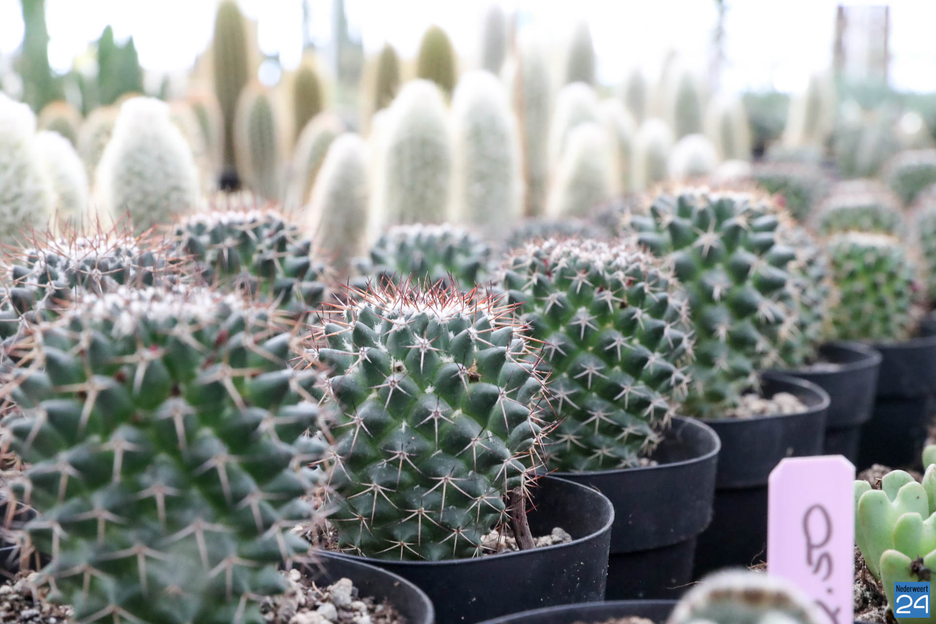 Uniek exotisch plantencentrum opent deuren in Ospel - Nederweert24