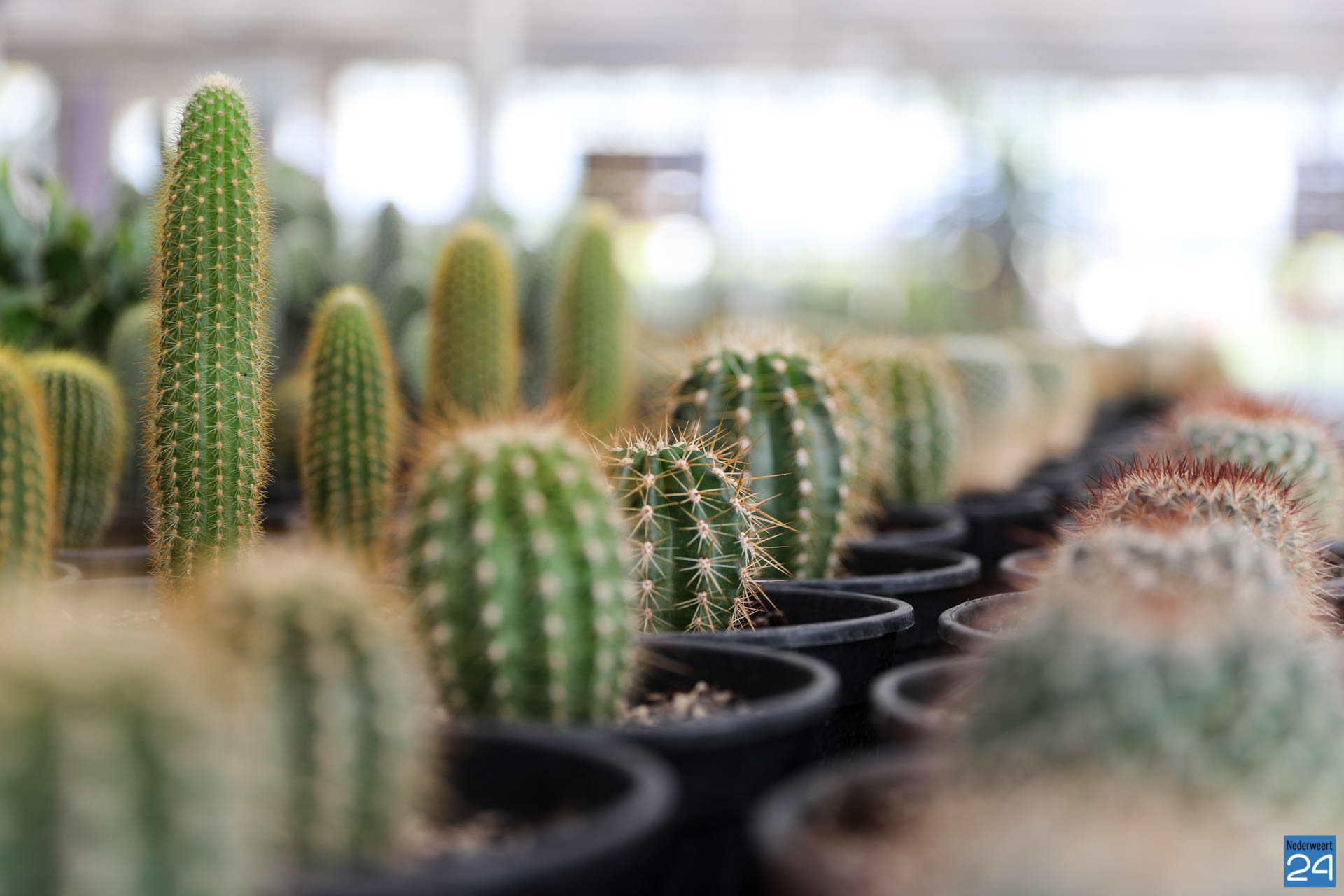 Uniek exotisch plantencentrum opent deuren in Ospel - Nederweert24