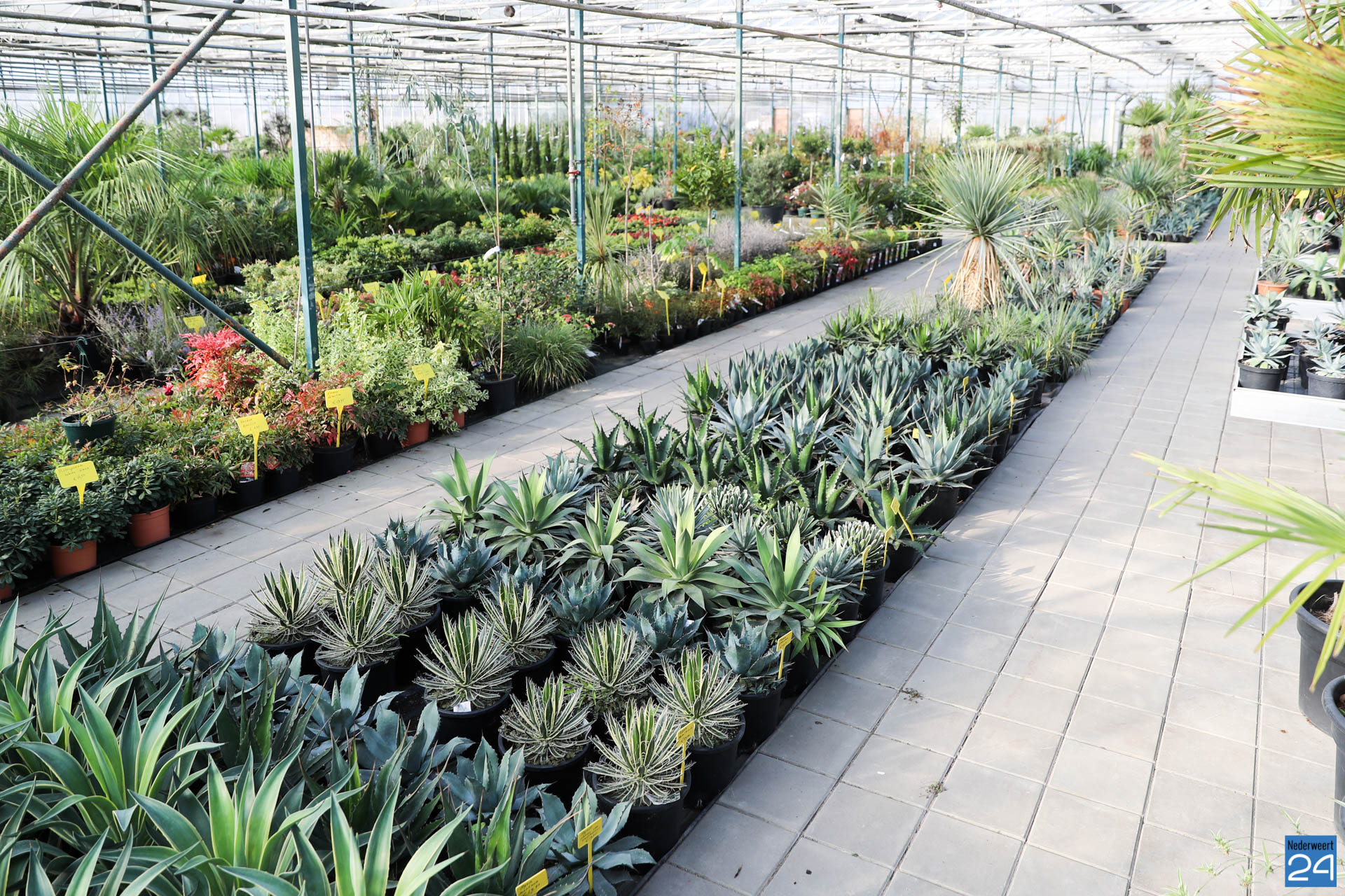 Uniek exotisch plantencentrum opent deuren in Ospel - Nederweert24