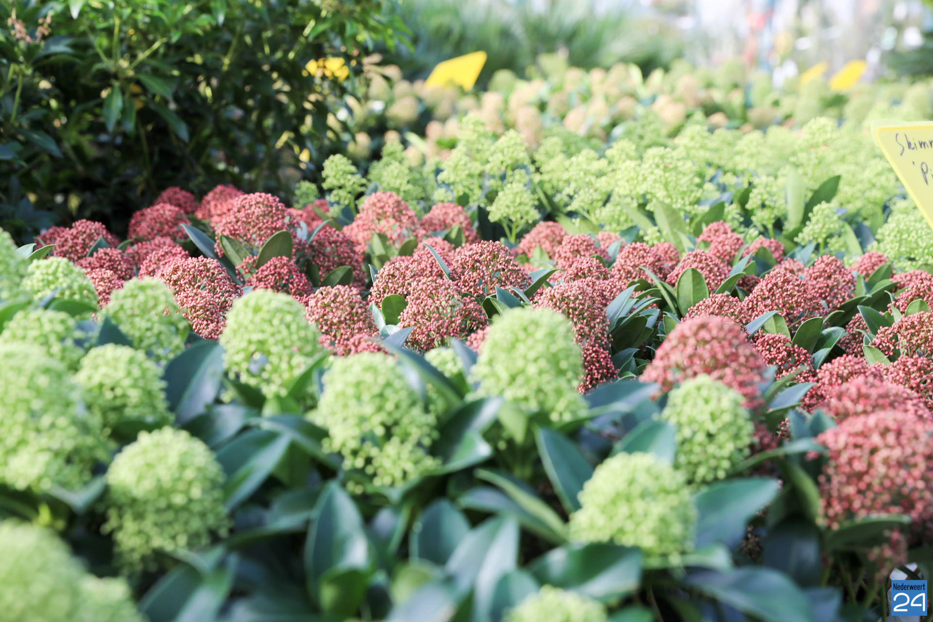 Uniek exotisch plantencentrum opent deuren in Ospel - Nederweert24