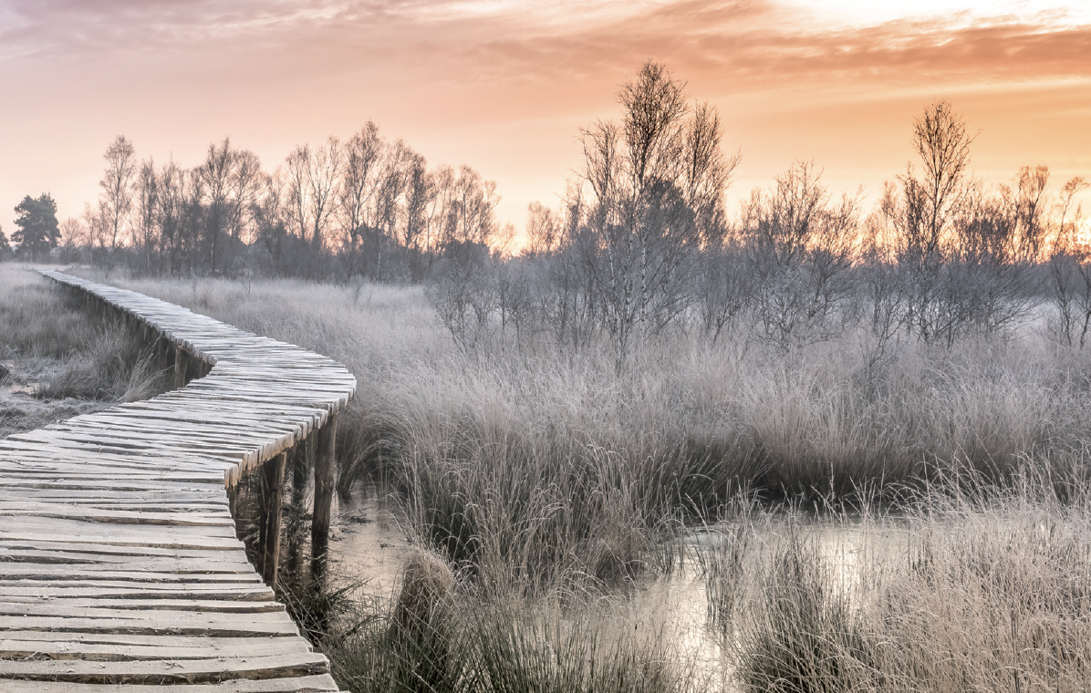 Overlijdensbericht: Lies van Gemert - Saes † - Nederweert24