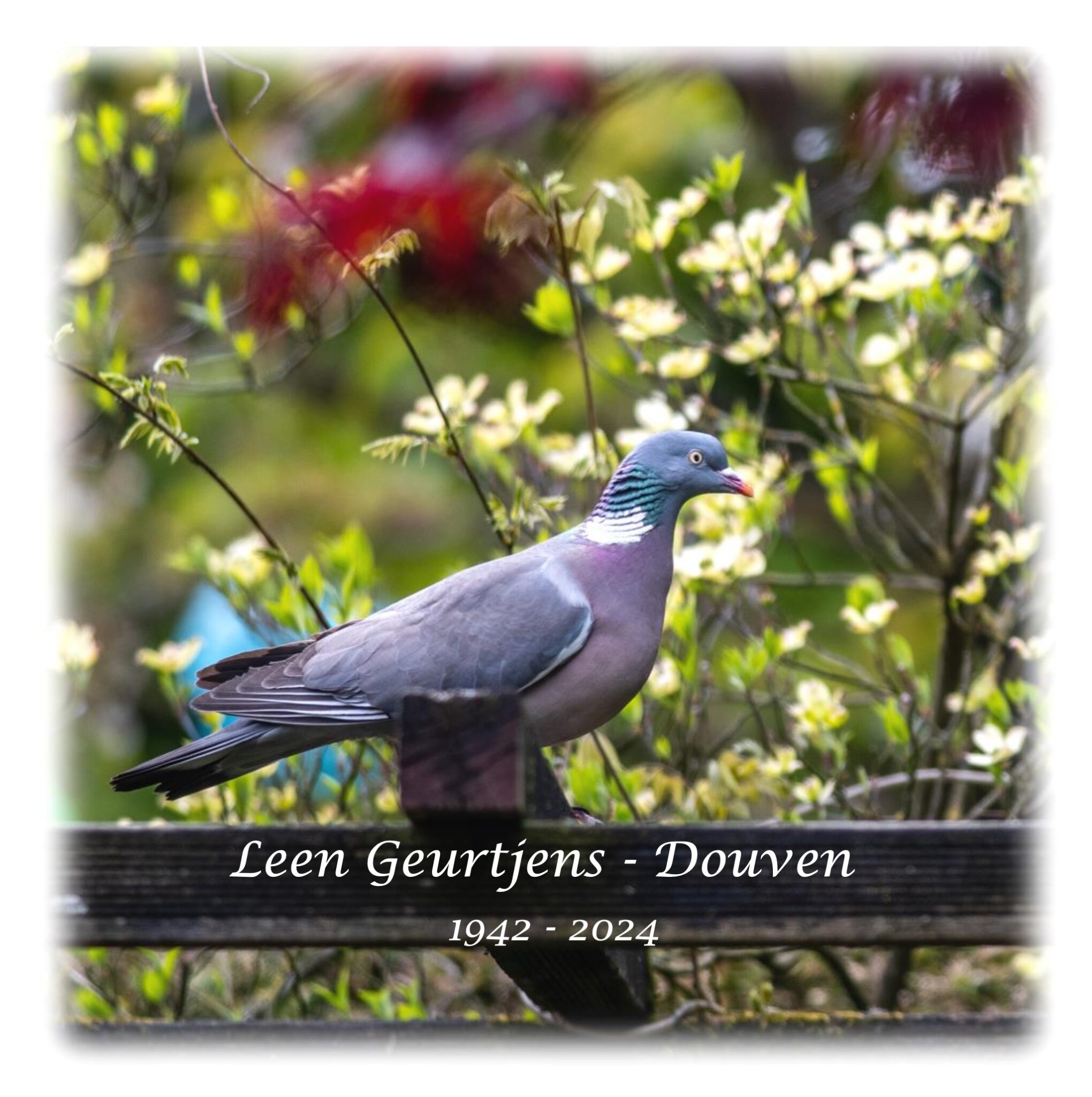 Overlijdensbericht | Leen Geurtjens - Douven † - Nederweert24