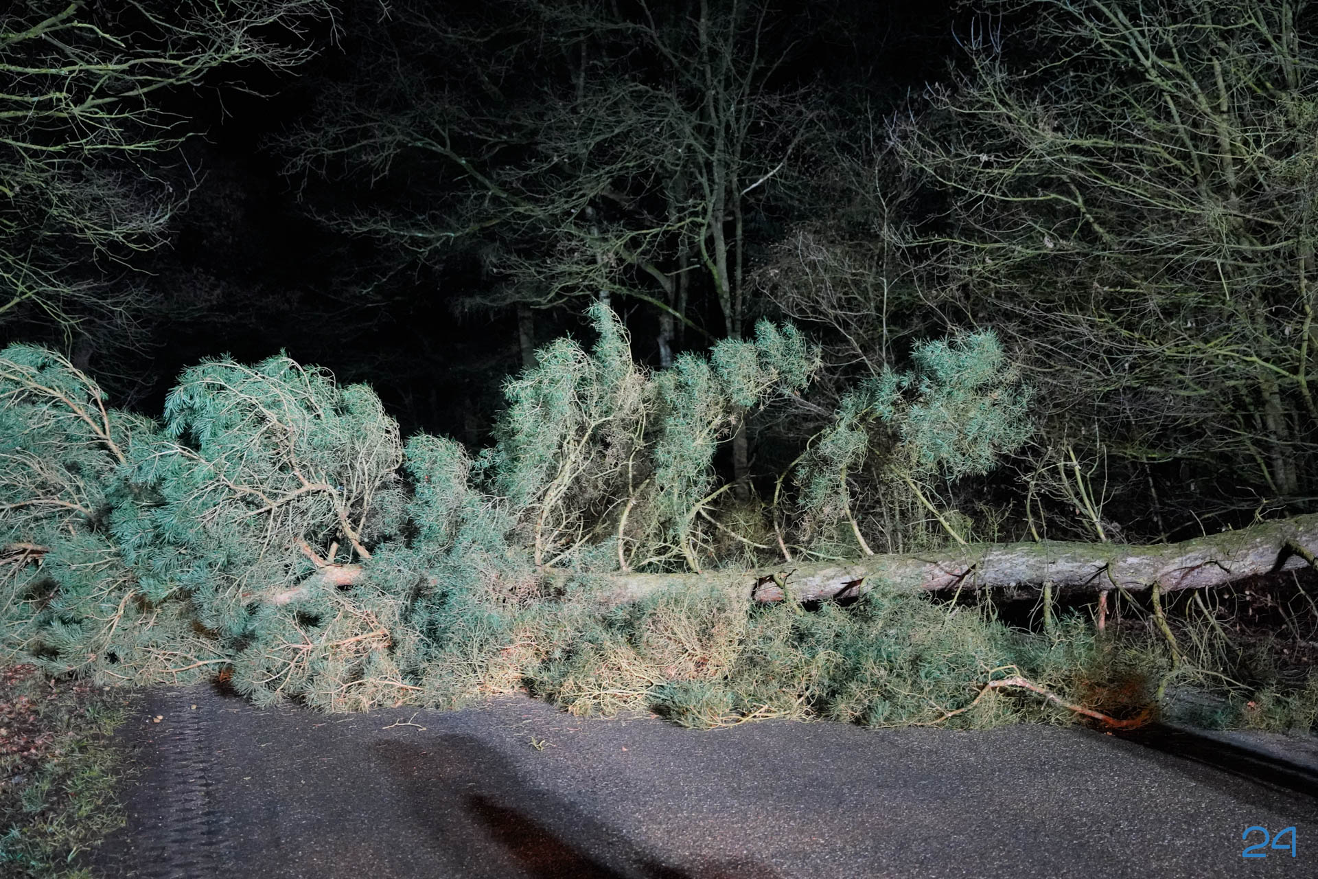 Omgezaagde boom verwijderd van de Wessemerdijk - Nederweert24