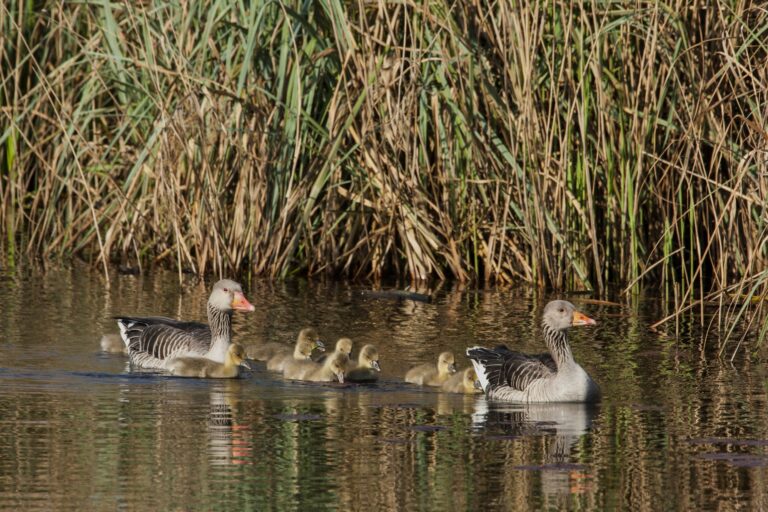 De ontwikkeling van de Grauwe gans in Nederweert - Nederweert24