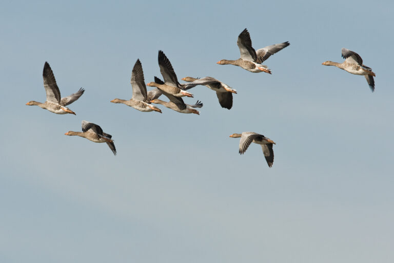 De ontwikkeling van de Grauwe gans in Nederweert - Nederweert24