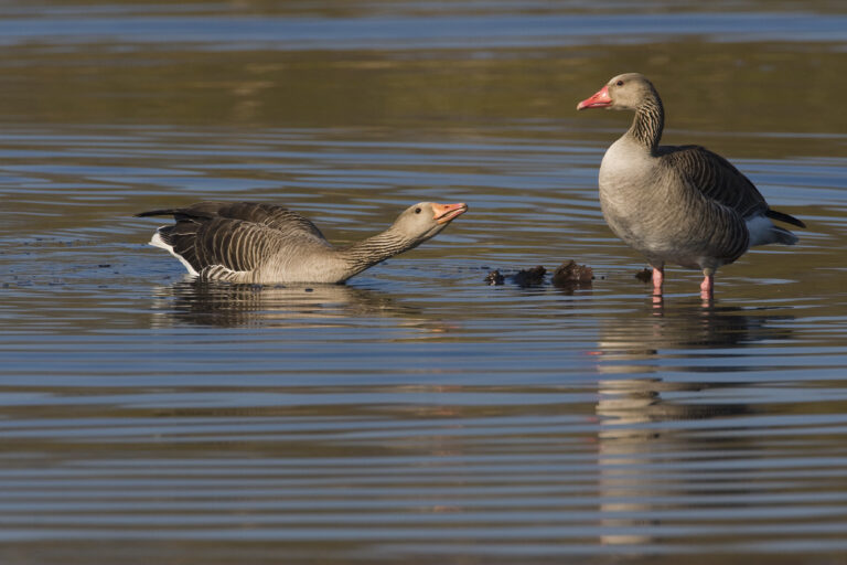 De ontwikkeling van de Grauwe gans in Nederweert - Nederweert24